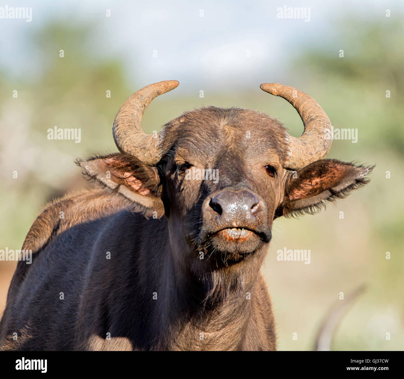 Closeup portrait of a young African Buffalo in Southern African savanna ...