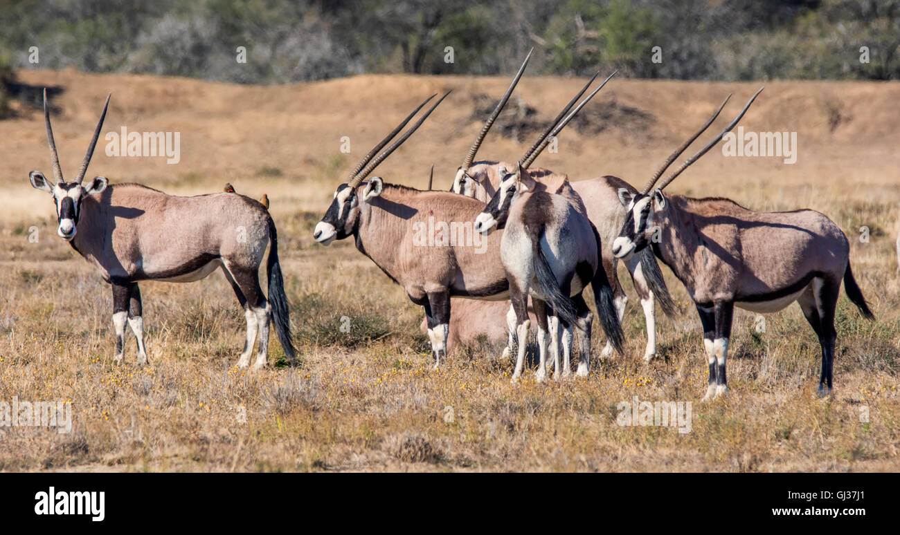 Gemsbok Antelope