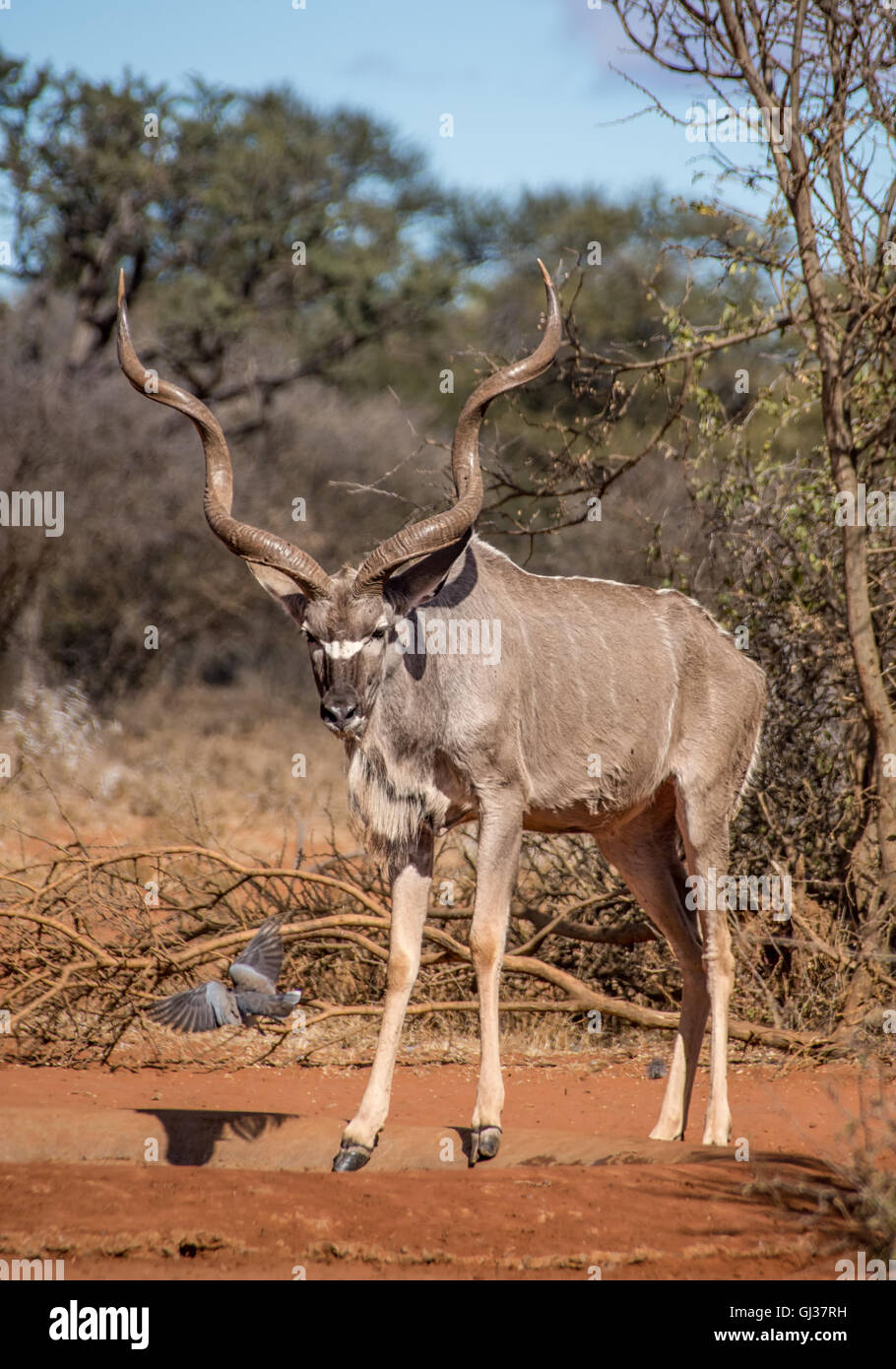 Bull Bull Bird High Resolution Stock Photography and Images - Alamy