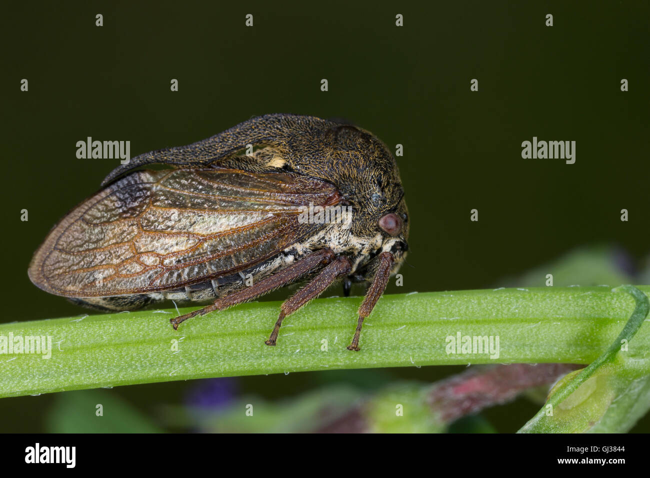 Dornzikade, Dorn-Zikade, Buckelzirpe, Buckel-Zirpe, Buckelzikade ...