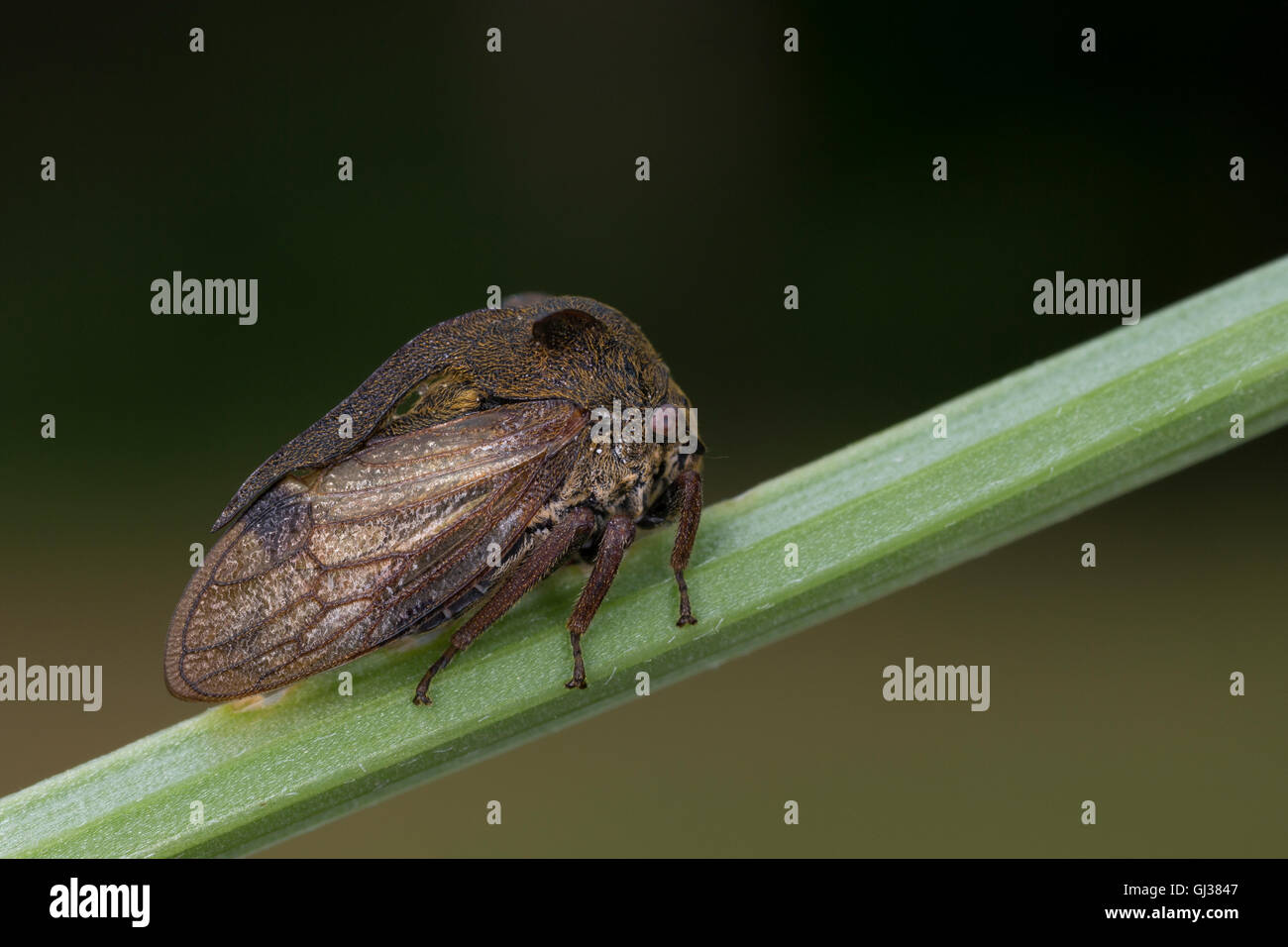 Dornzikade, Dorn-Zikade, Buckelzirpe, Buckel-Zirpe, Buckelzikade ...