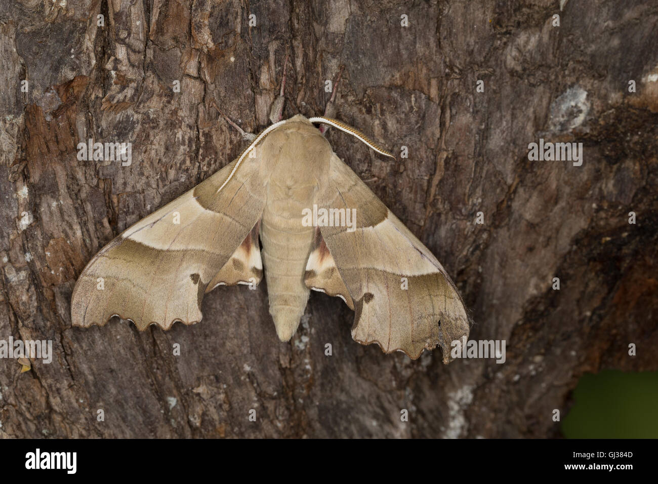 Eichenschwärmer, Eichen-Schwärmer, Marumba quercus, Oak Hawk-moth, Oak ...