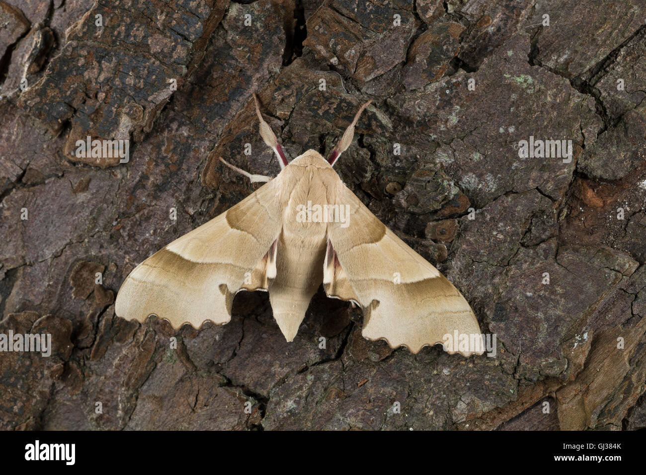 Eichenschwärmer, Eichen-Schwärmer, Marumba quercus, Oak Hawk-moth, Oak ...