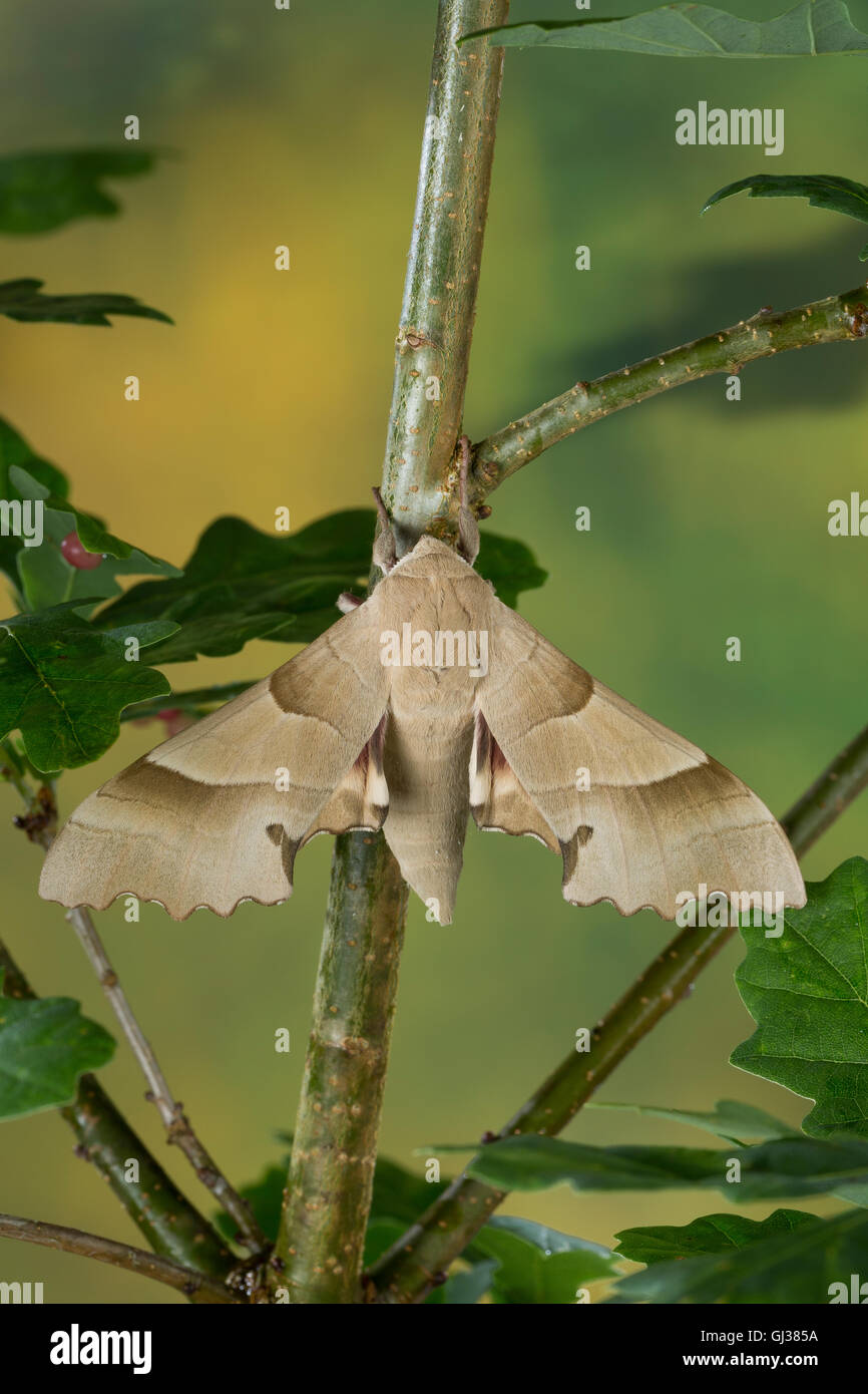 Eichenschwärmer, Eichen-Schwärmer, Marumba quercus, Oak Hawk-moth, Oak ...