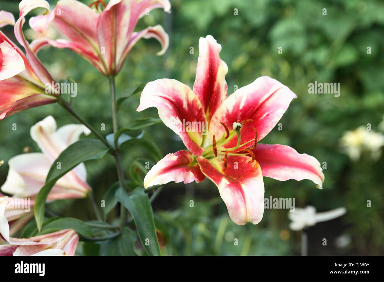Lily on grass hi-res stock photography and images - Alamy