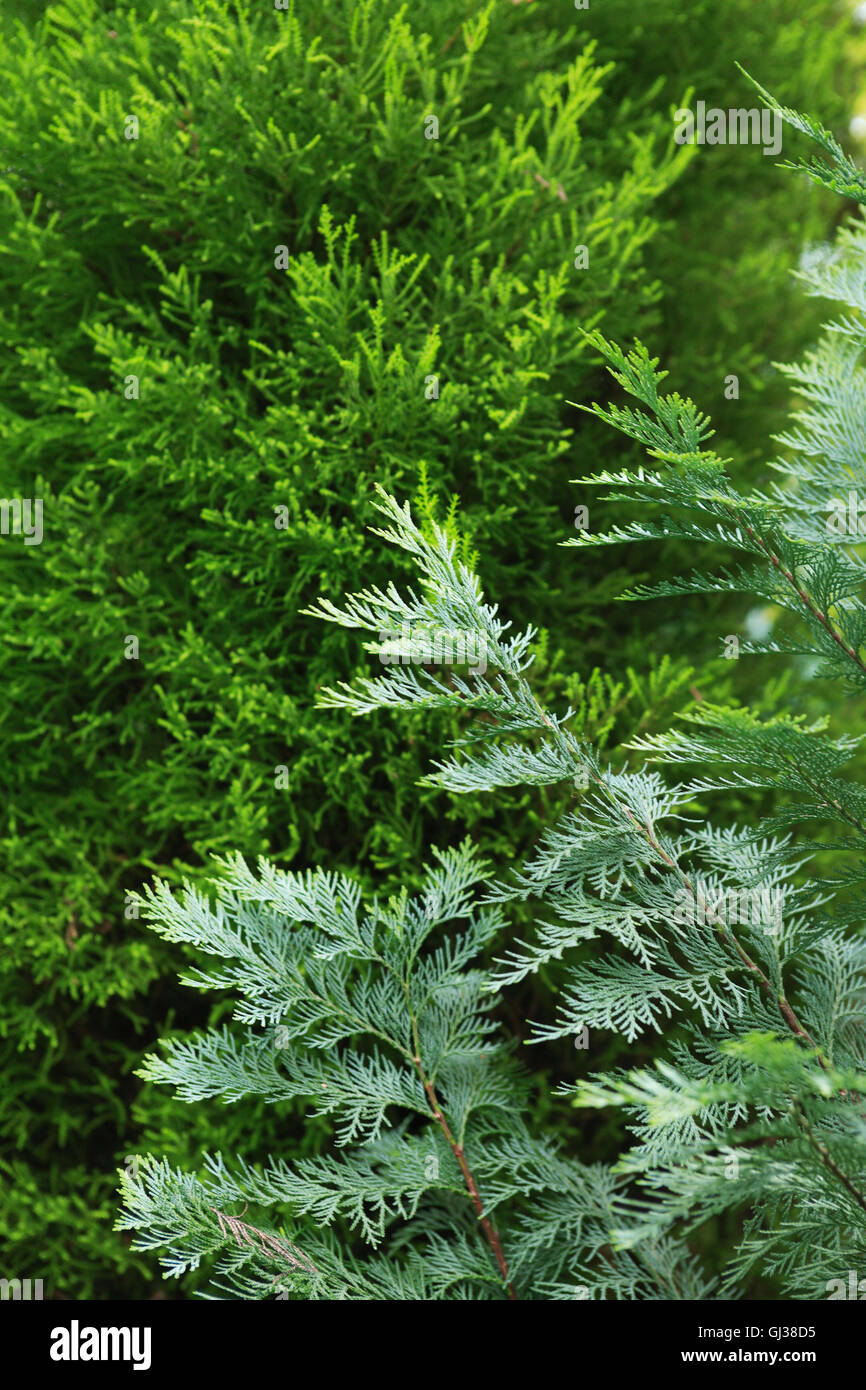 Nature concept. Closeup of pine and thuja trees as background Stock ...