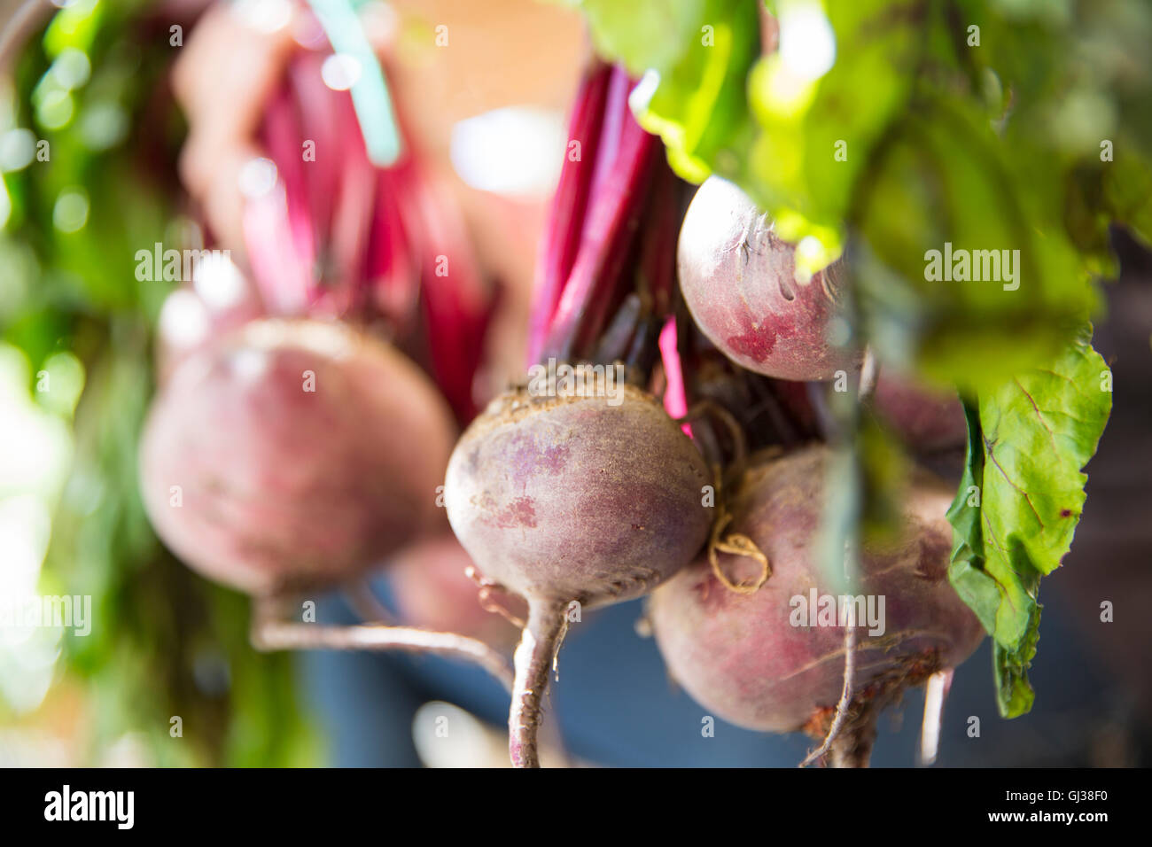 Bunch of fresh beetroot in garden Stock Photo - Alamy
