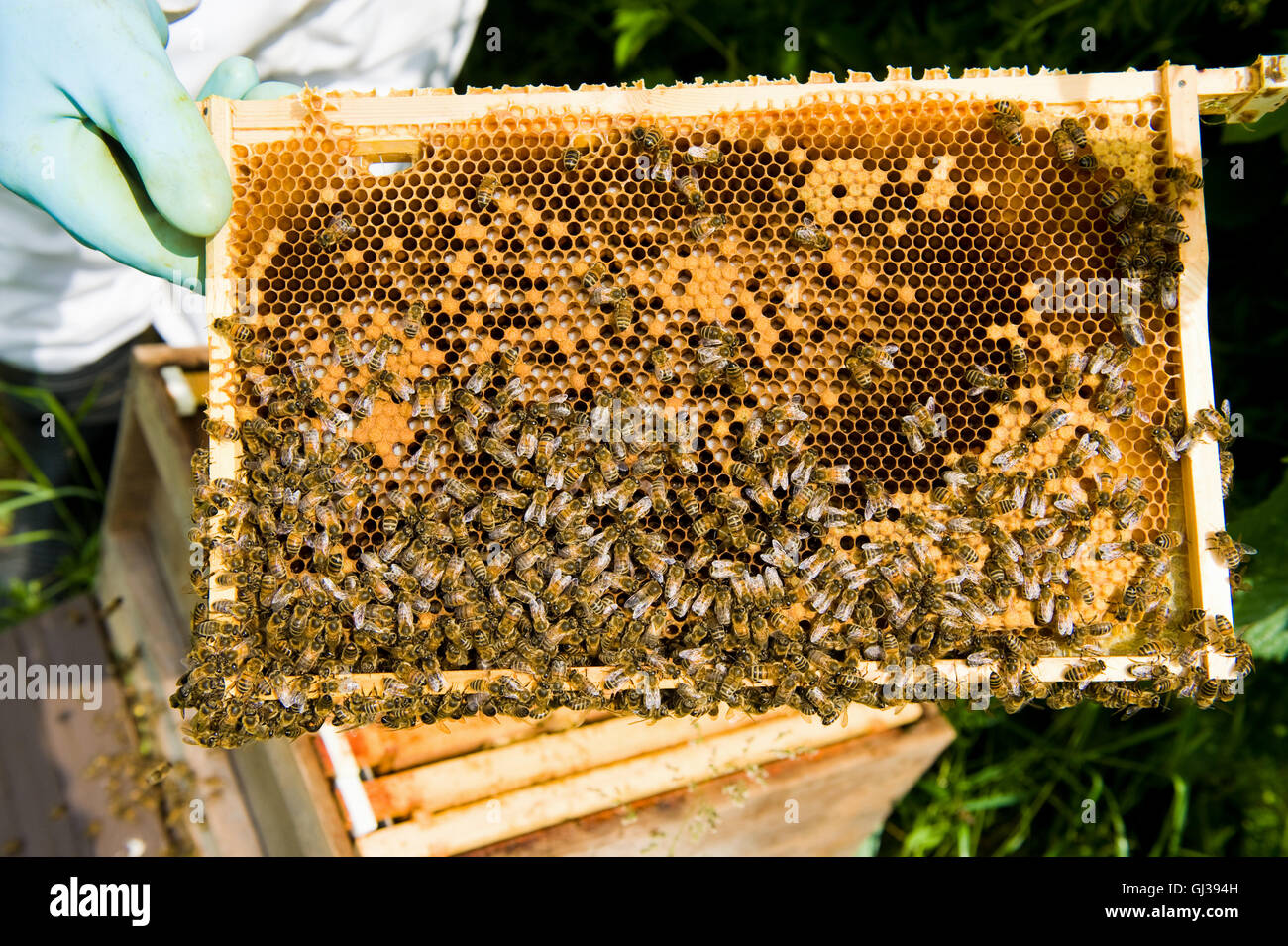 Cropped view of beekeeper checking bee hive Stock Photo - Alamy