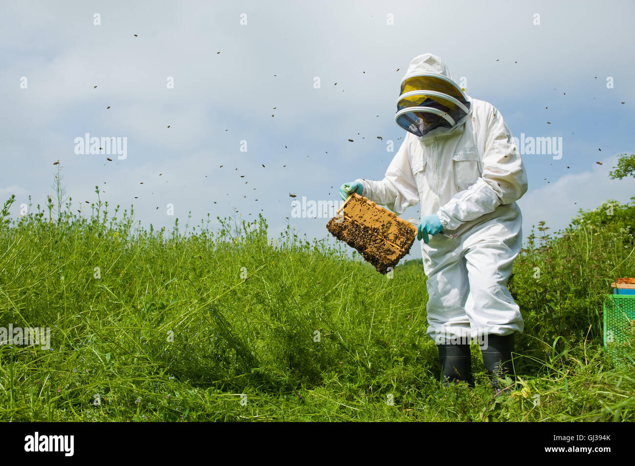 Beekeeper wearing protective clothing checking bee hive Stock Photo - Alamy