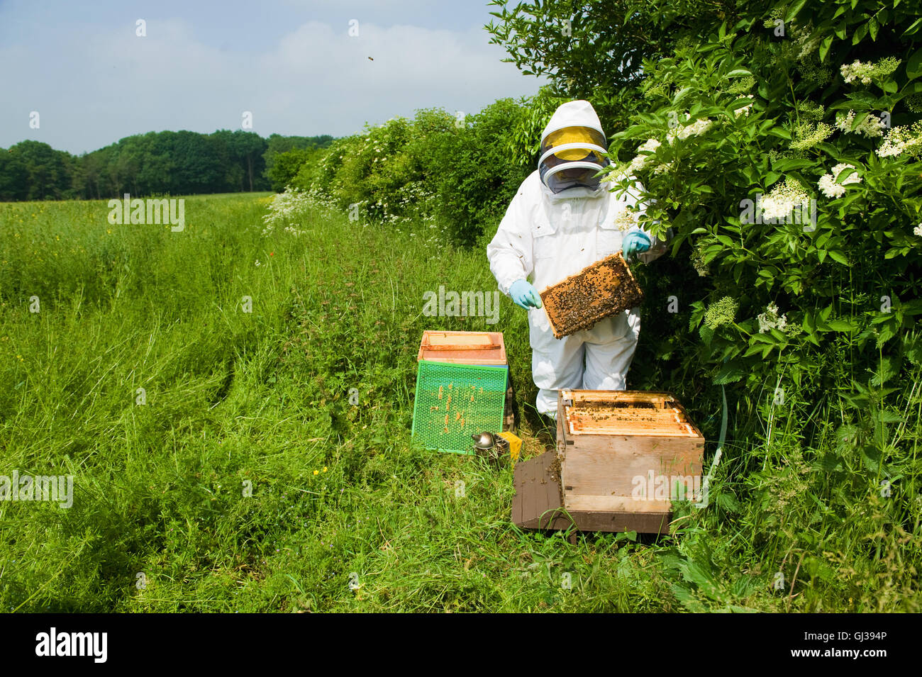Beekeeper wearing protective clothing checking bee hive Stock Photo - Alamy