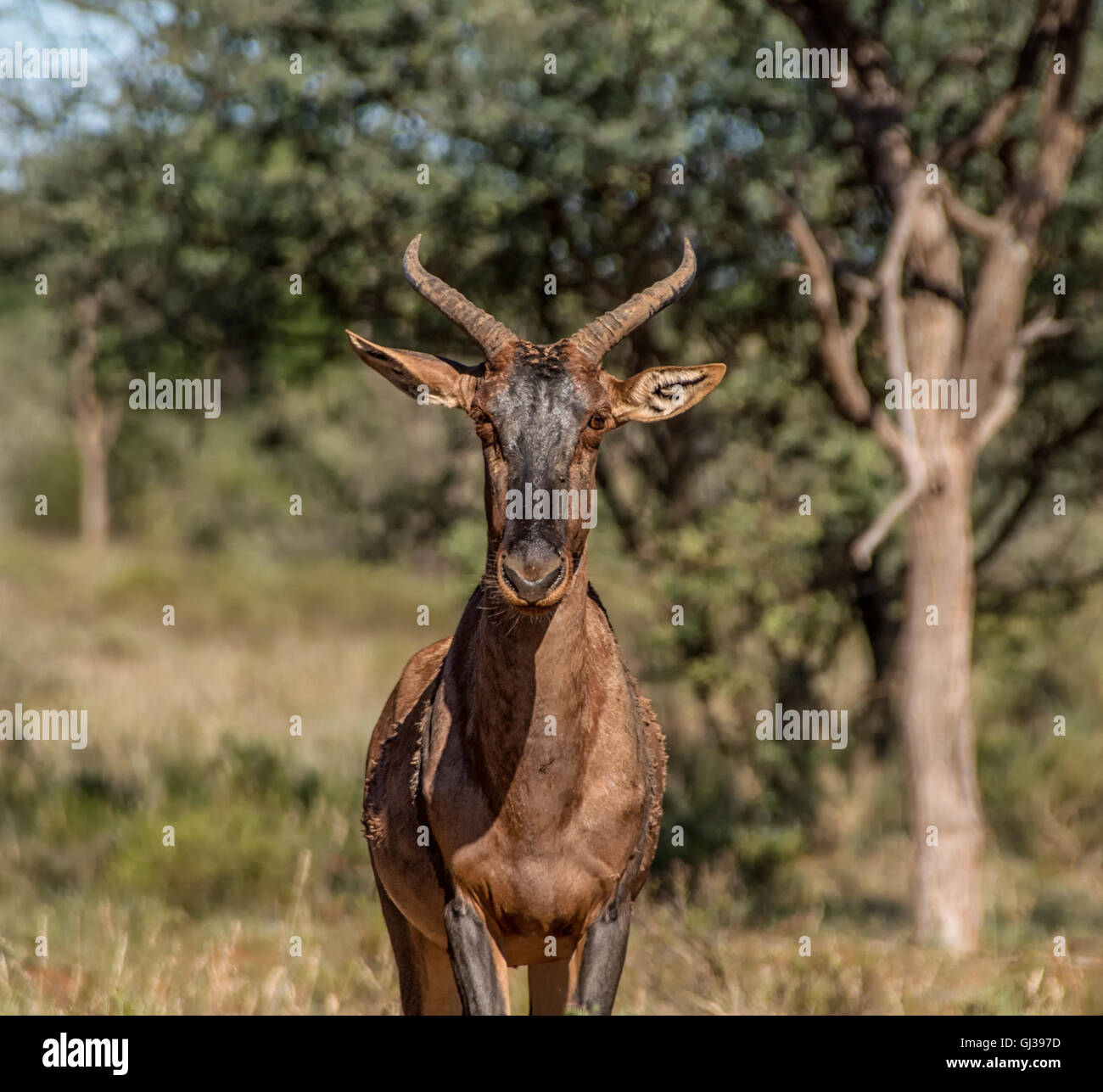 Portrait of a Tsessebe antelope in Southern African savannah Stock ...