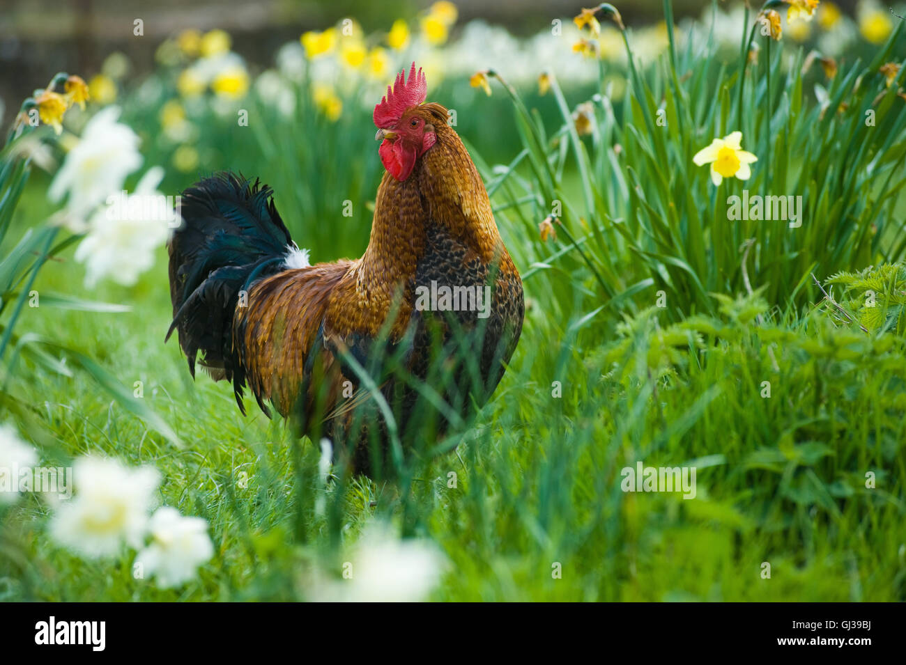 Side view rooster hi-res stock photography and images - Alamy