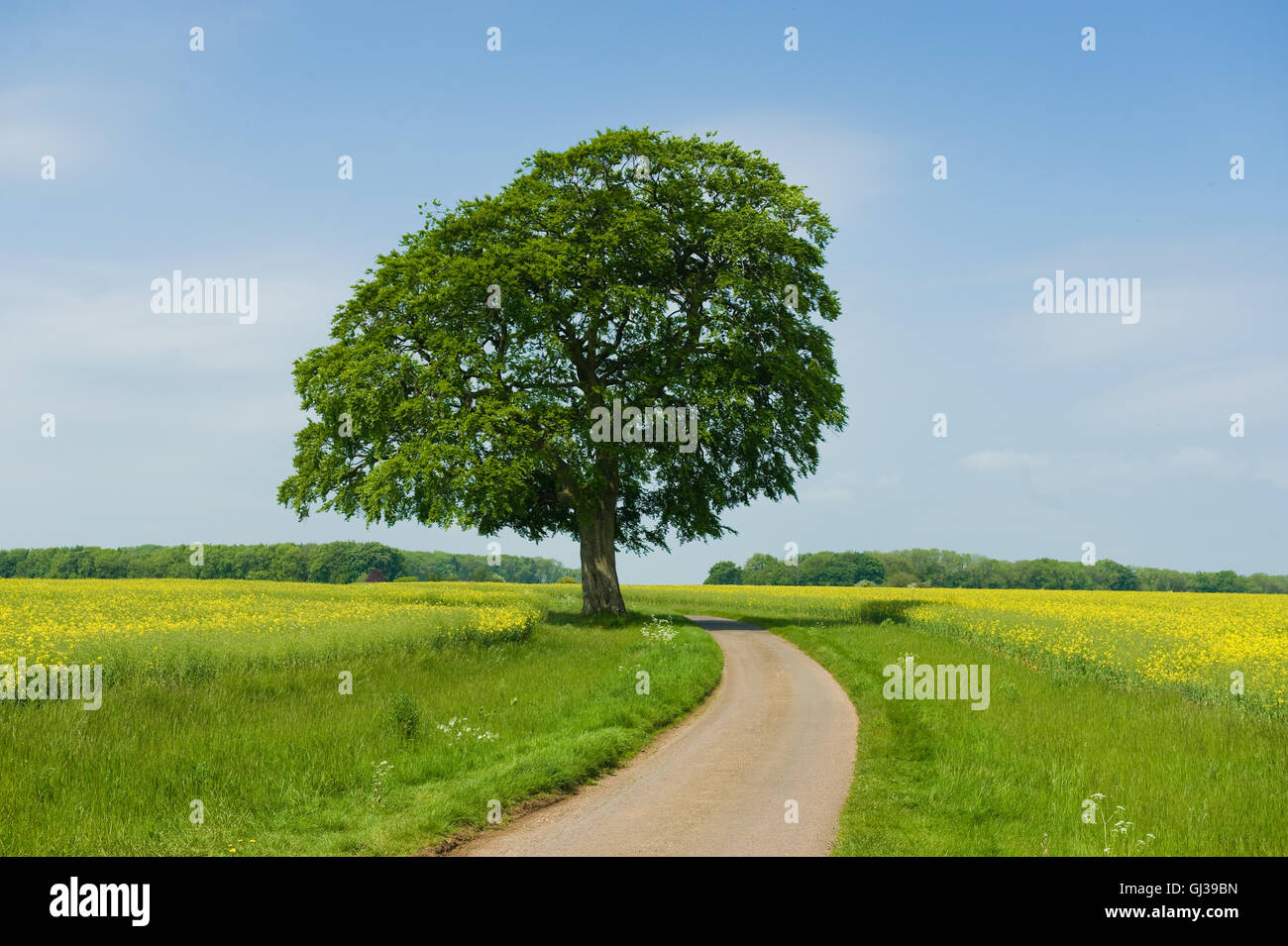 Ash spring hi-res stock photography and images - Alamy