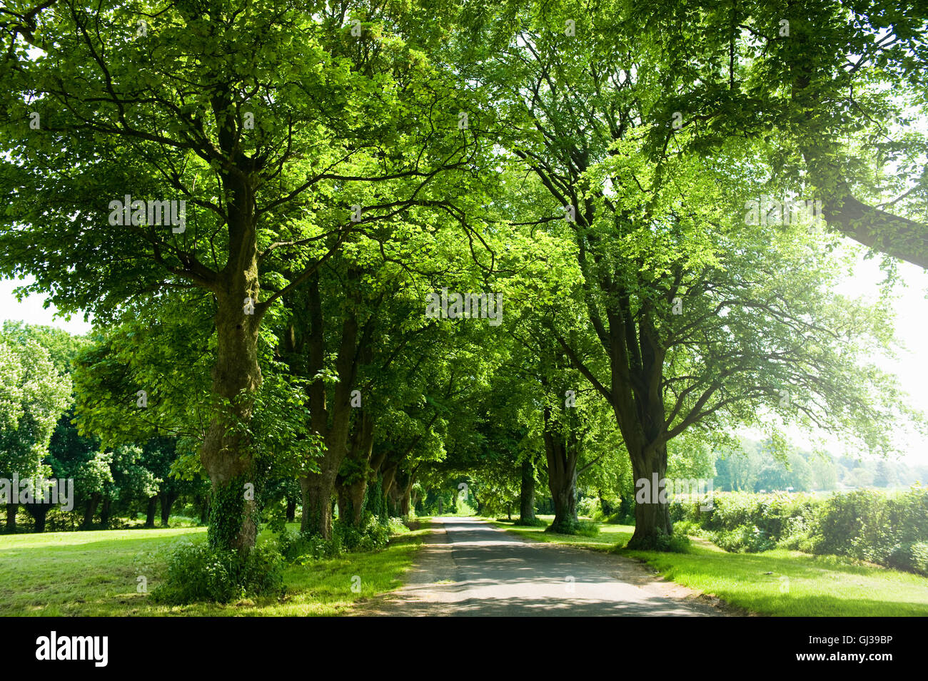 Landscape with tree lined rural road Stock Photo - Alamy