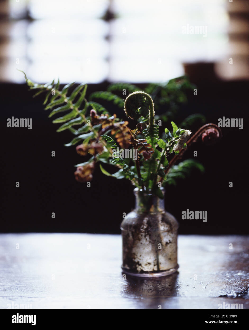 Glass and ferns hi-res stock photography and images - Alamy