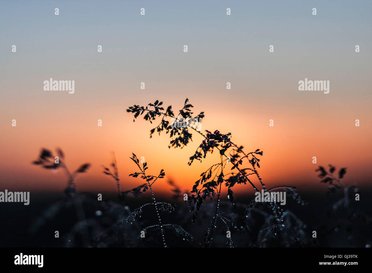 Rural scene at sunset, Neulingen, Baden-Wurttemberg, Germany Stock ...