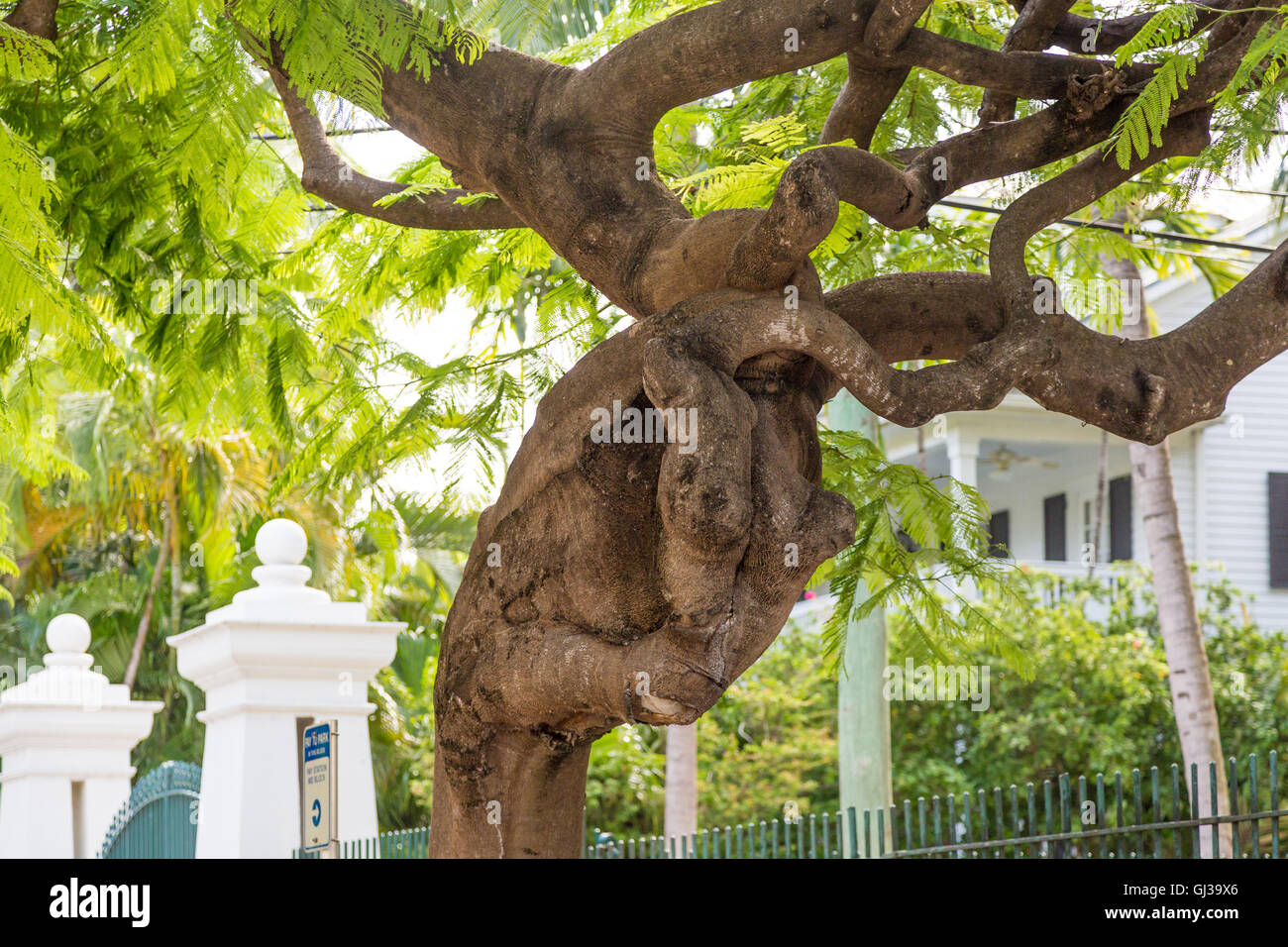 Tree knot hi-res stock photography and images - Alamy