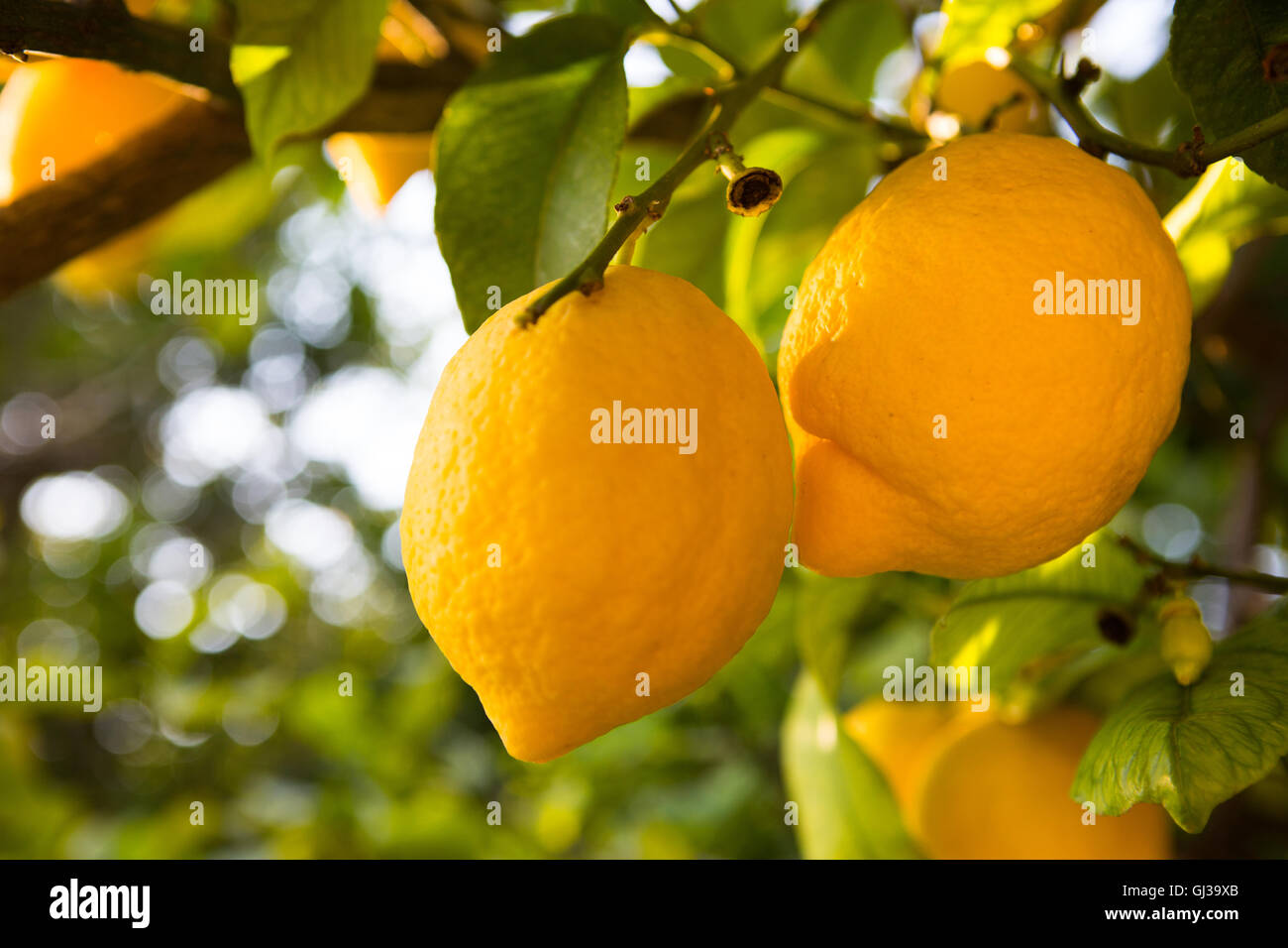 Full tree hi-res stock photography and images - Alamy