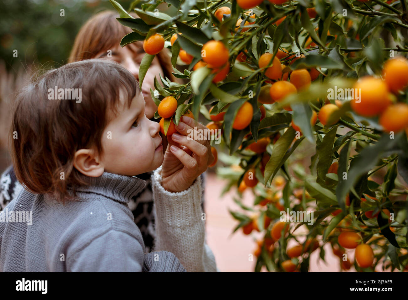Mother and daughter smelling oranges on tree Stock Photo - Alamy