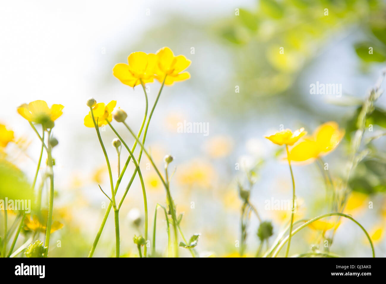 Close up of yellow buttercups Stock Photo - Alamy