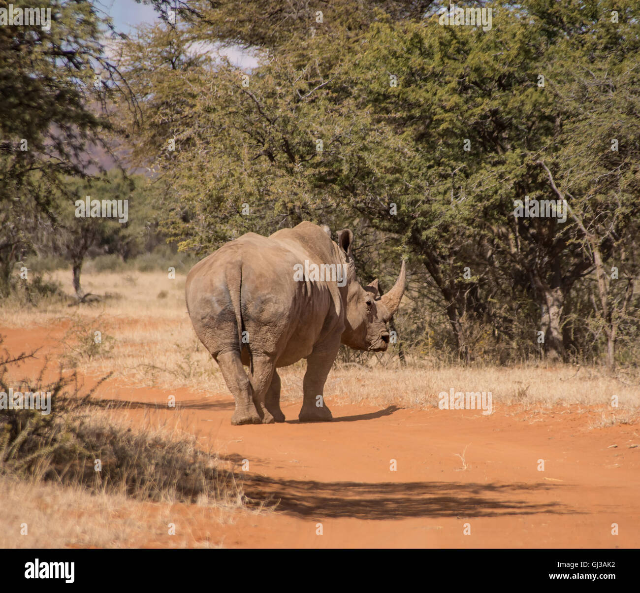 Rhinoceros horn cross hi-res stock photography and images - Alamy