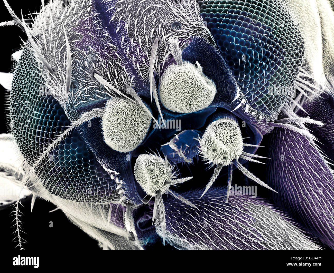 Fruit fly microscope hi-res stock photography and images - Alamy