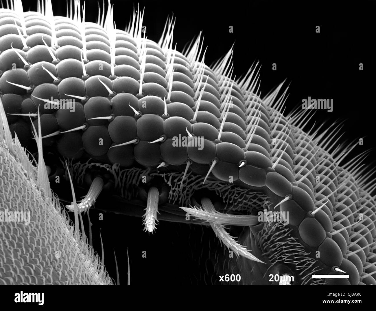 Magnified fruit hi-res stock photography and images - Alamy