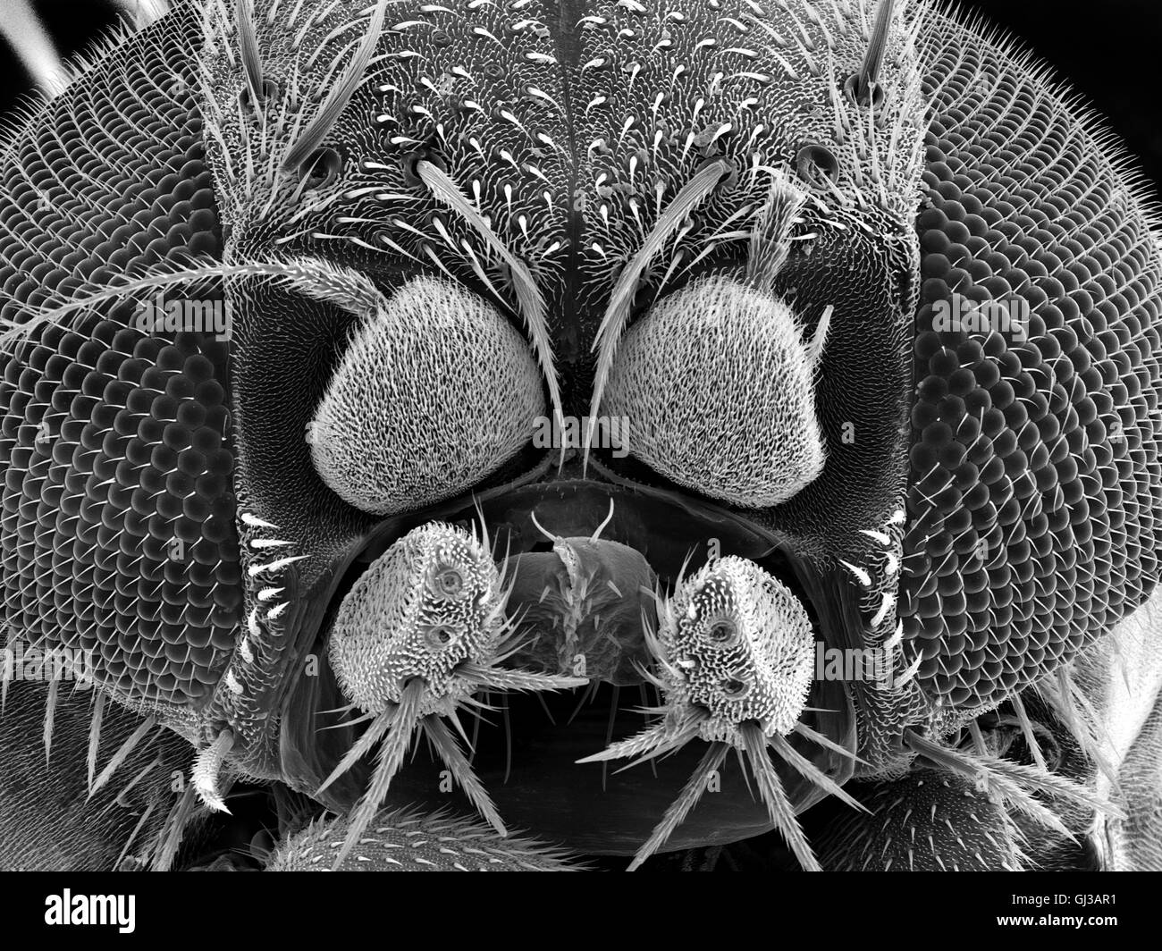 Fly Under Microscope