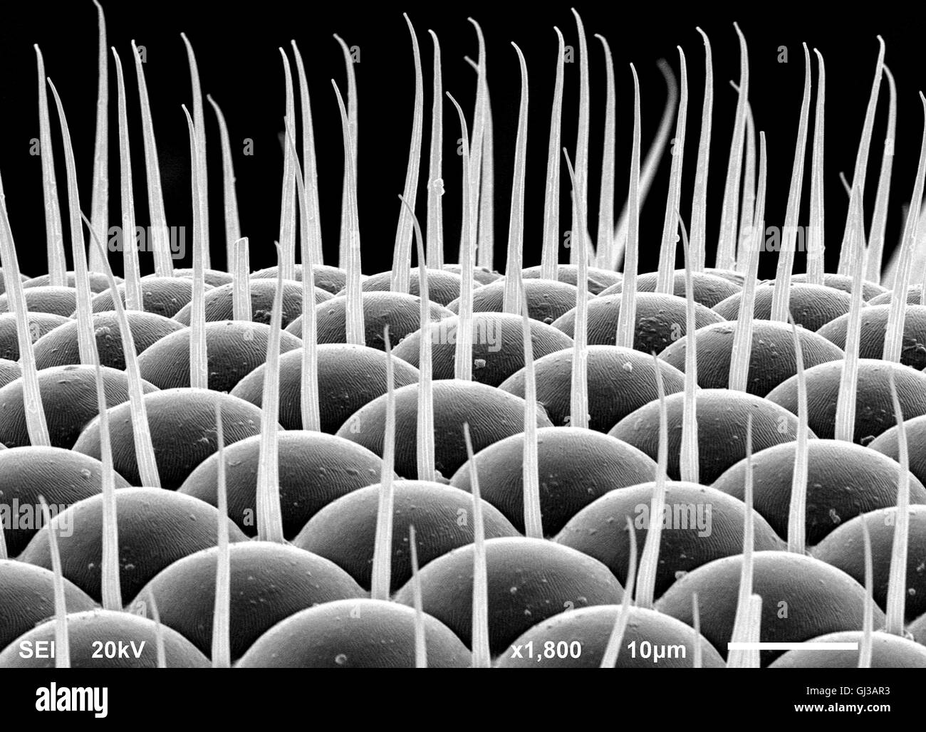 Fruit fly microscope hi-res stock photography and images - Alamy
