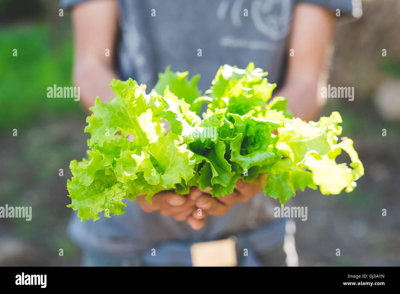 Man's hands holding bunch of fresh salad greens in garden Stock Photo ...