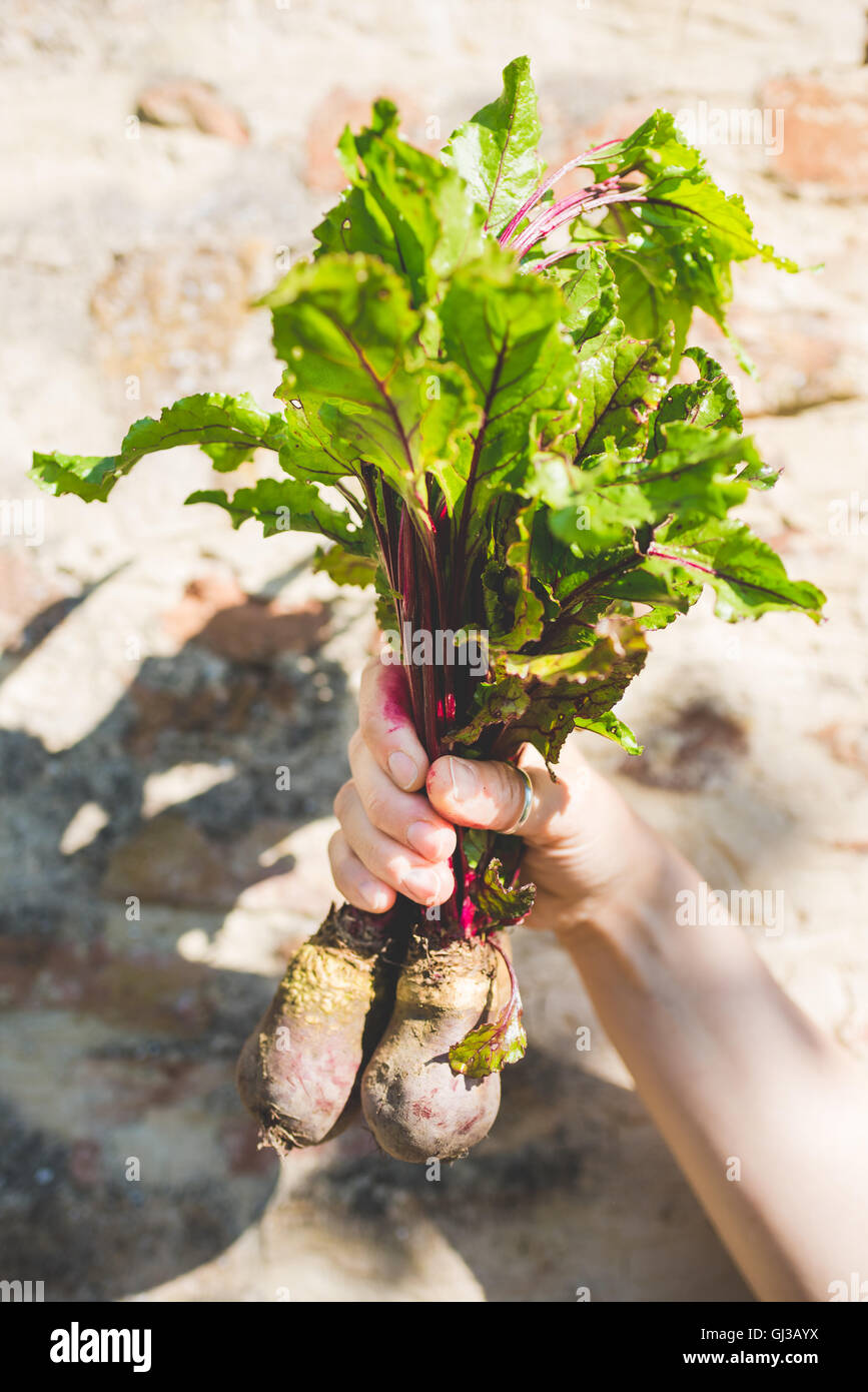 Woman's hand holding bunch of beetroots in garden Stock Photo - Alamy