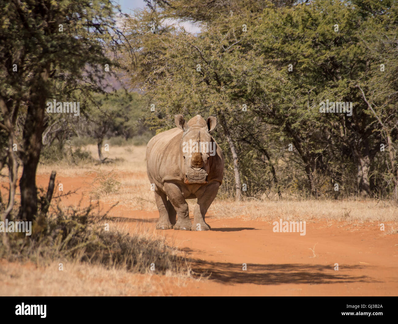 White Rhinoceros standing still in middle of road in Southern African ...