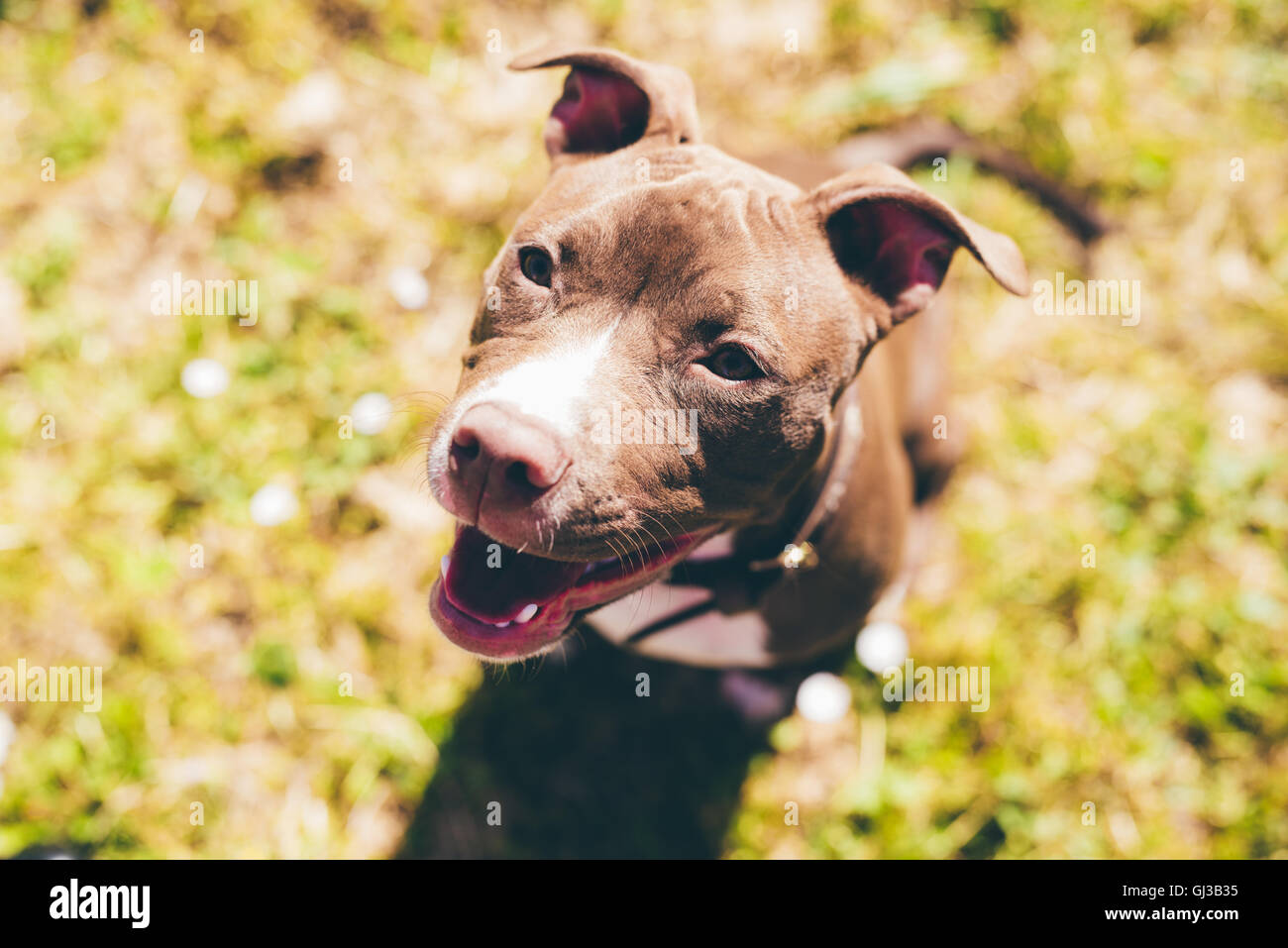 Overhead portrait of pit bull terrier looking up Stock Photo - Alamy