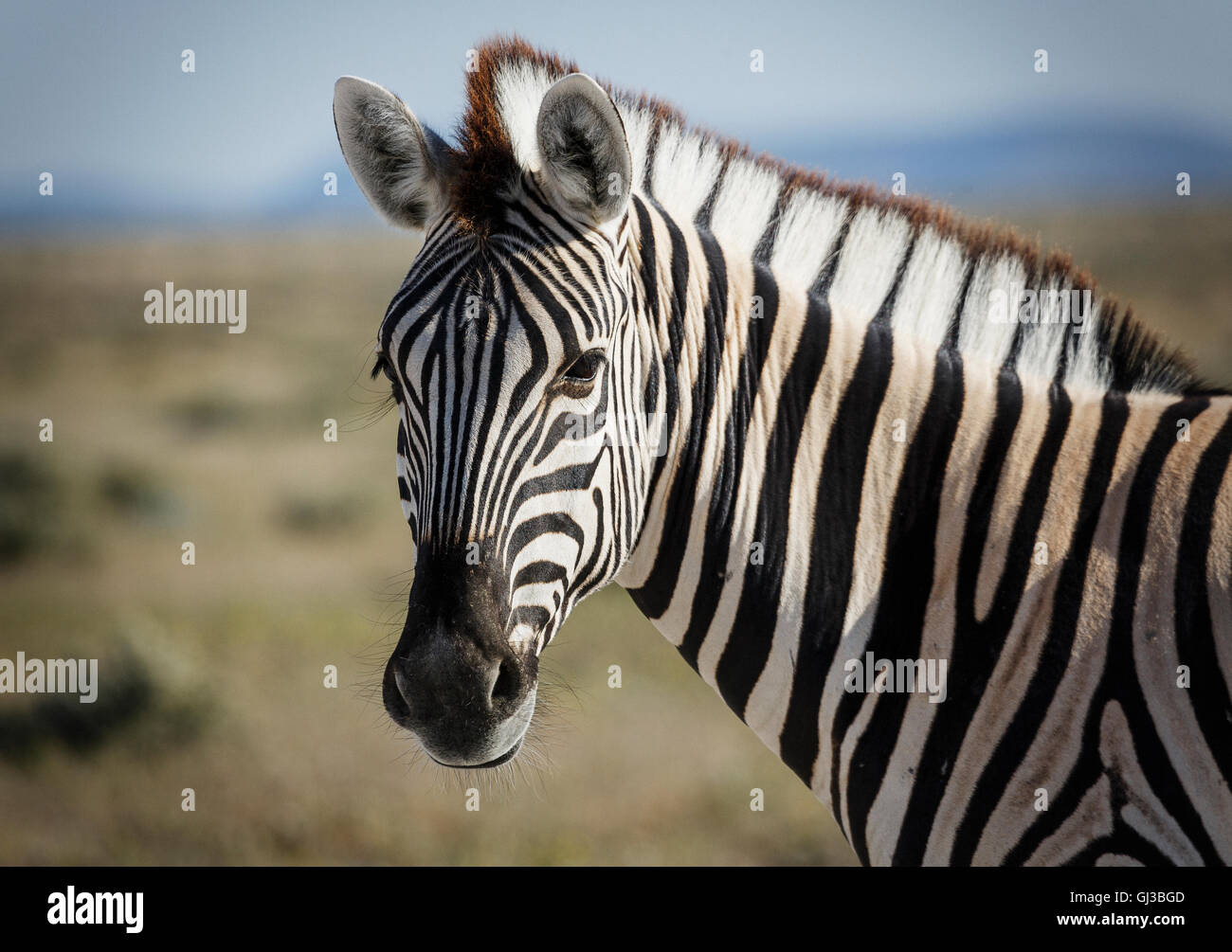 Zebra, Etosha National Park, Namibia Stock Photo - Alamy