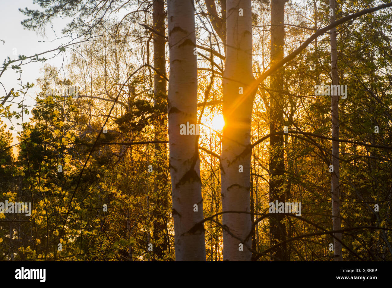 Asia sunset forest hi-res stock photography and images - Alamy