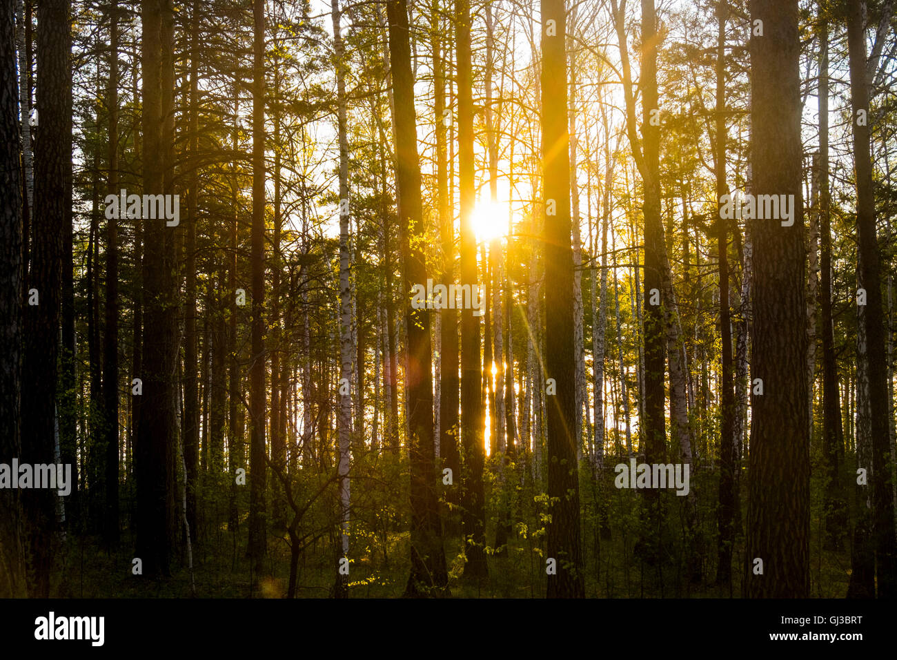 Asia sunset forest hi-res stock photography and images - Alamy