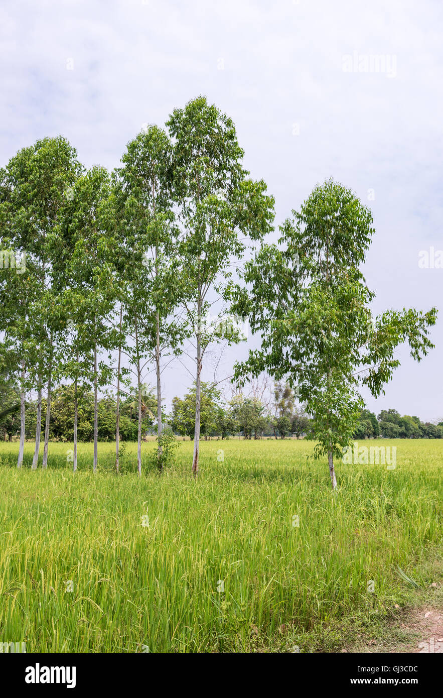 The eucalyptus row for growth in the ridge of the paddy field,Thailand ...