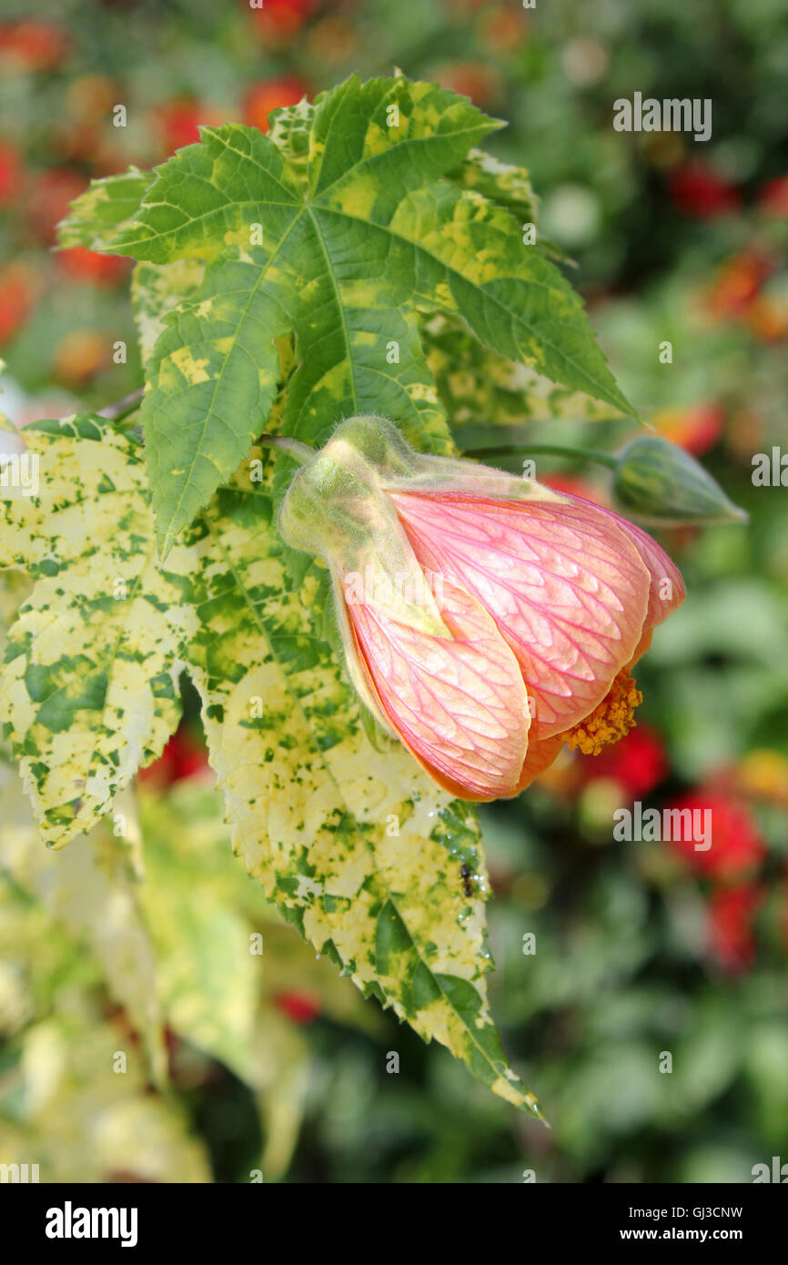 Chinese Bell Flower Abutilon hybridum Stock Photo - Alamy
