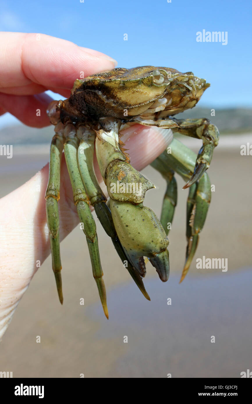 Shore crab uk hi-res stock photography and images - Alamy