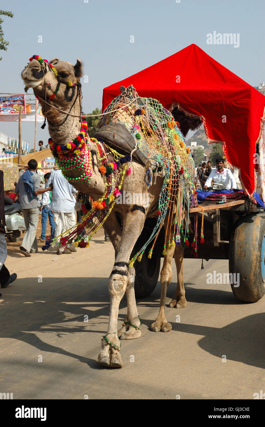 PUSHKAR, INDIA - NOVEMBER 22: Decorated camel and his owner are going ...
