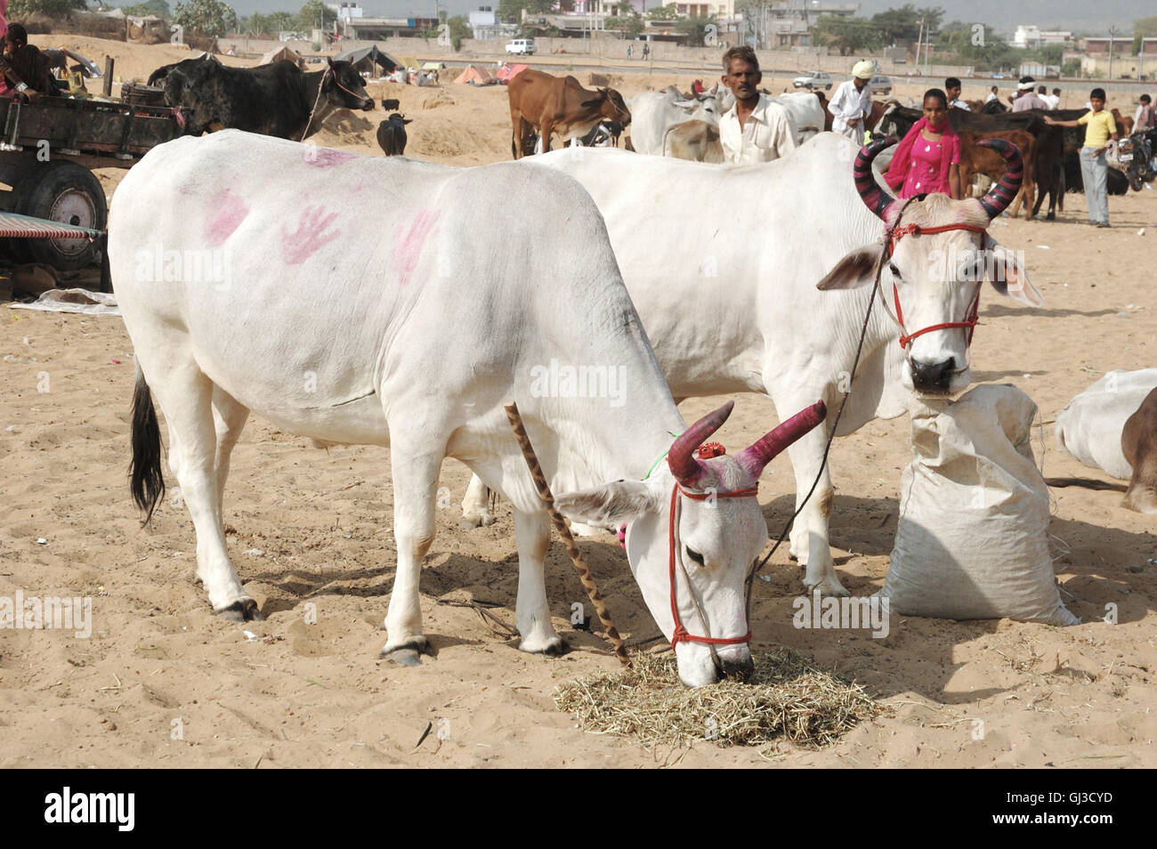 PUSHKAR, INDIA - NOVEMBER 21: Two holy cows with panted pink horns and ...