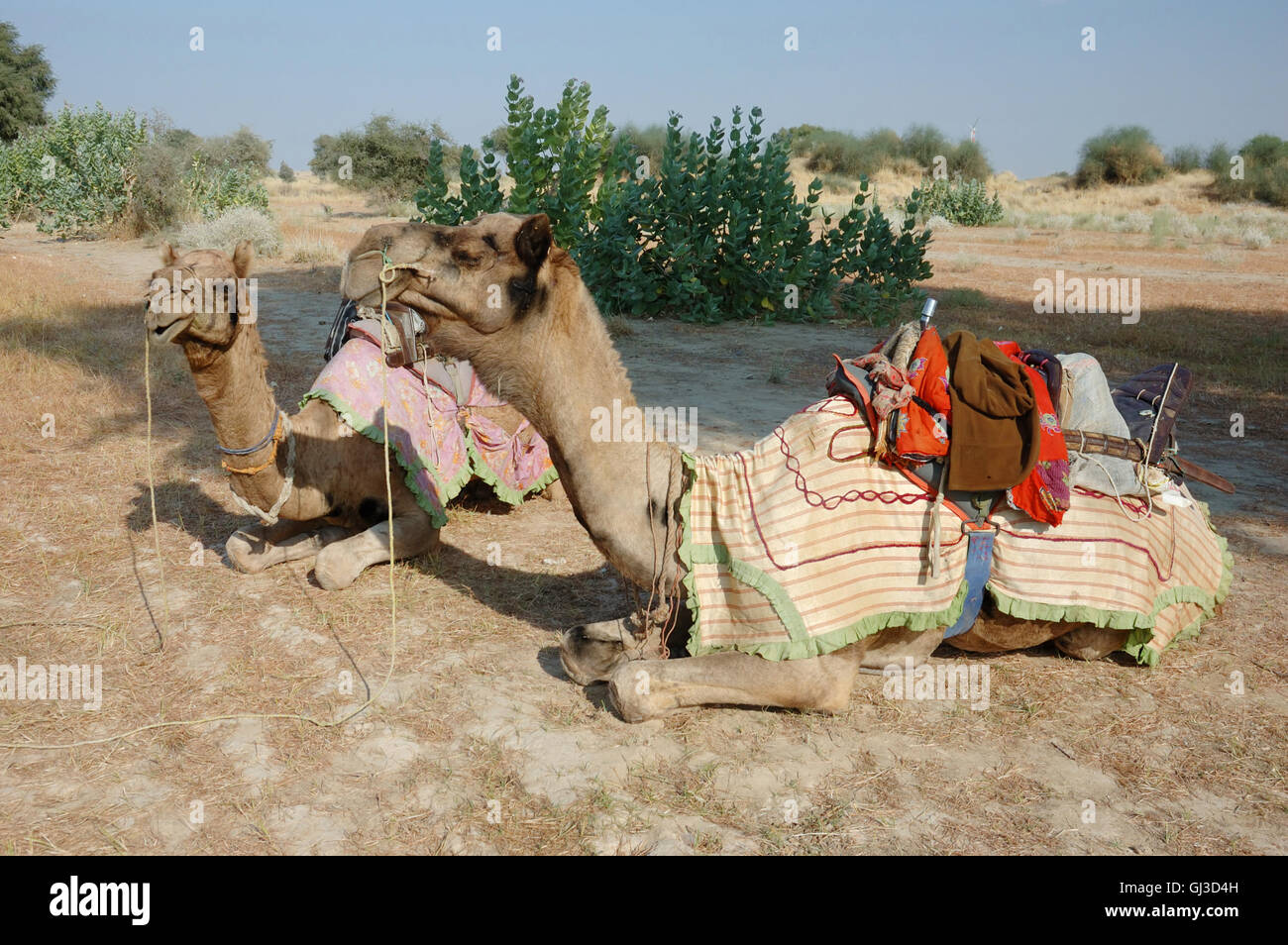 Camels thar desert rajastan hi-res stock photography and images - Alamy