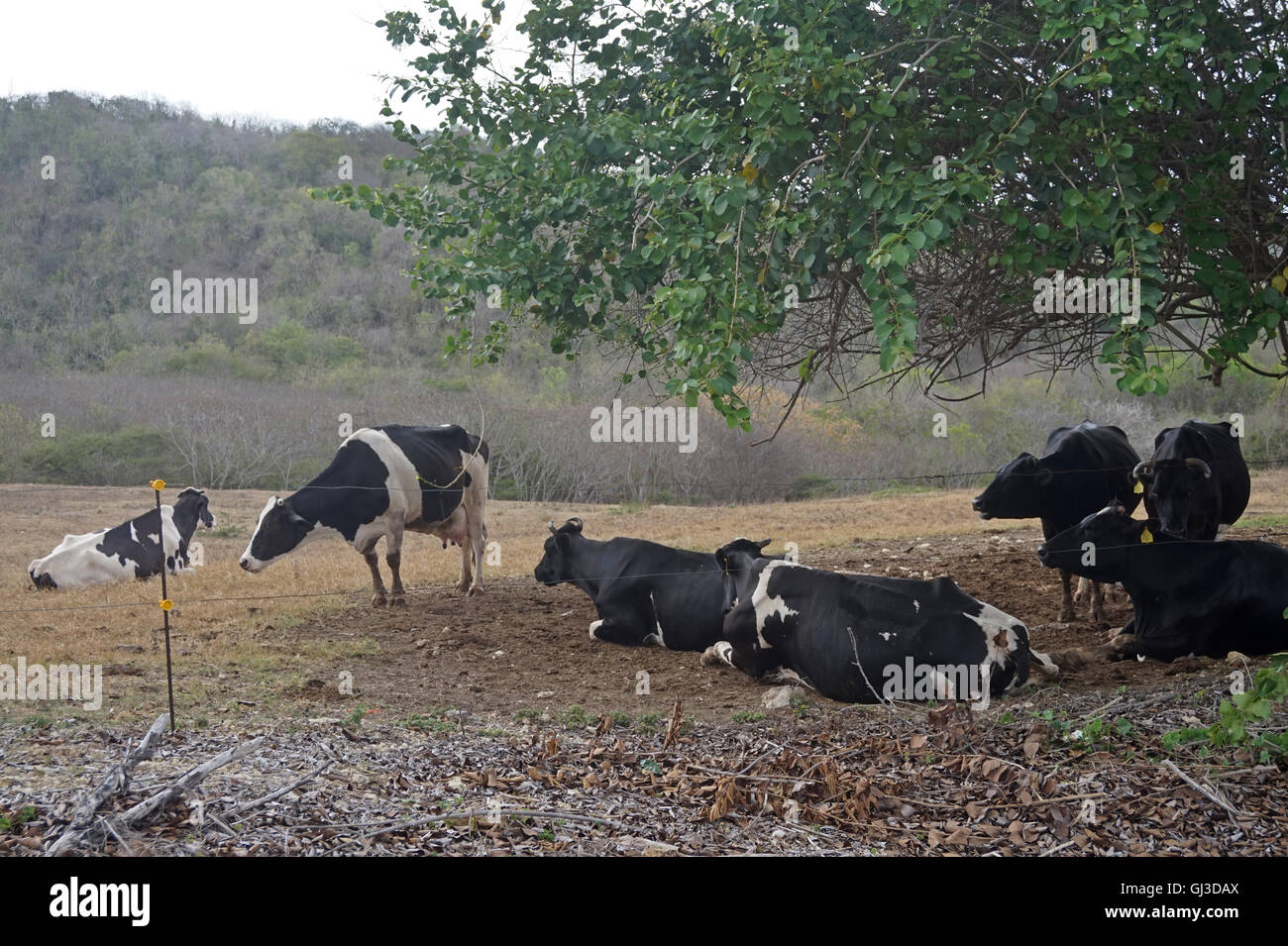 Dairy cows in a field, Barbados Stock Photo - Alamy