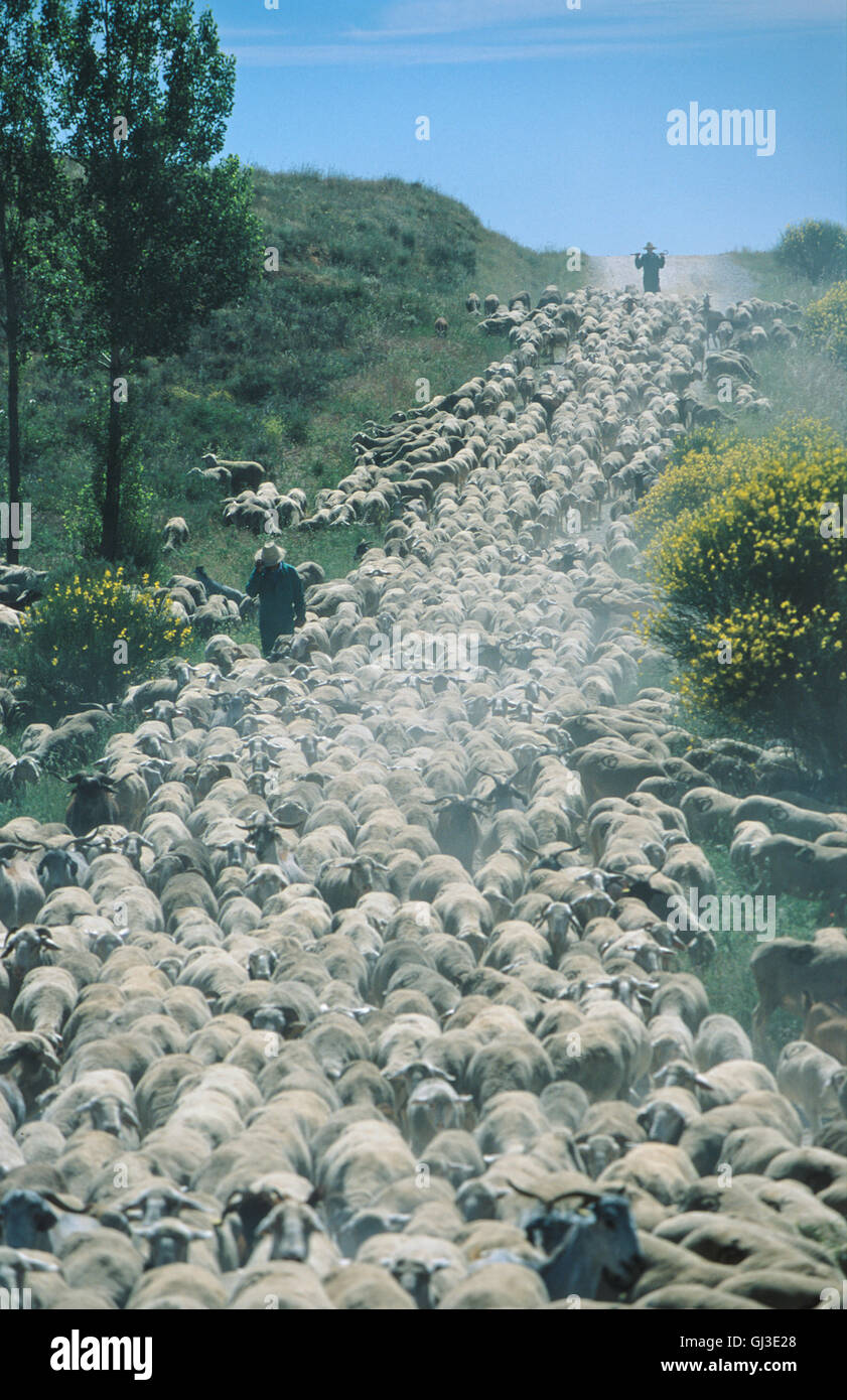 Two of three shepherds looking after a huge flock primarily of sheep ...