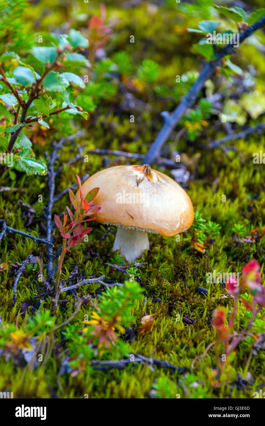 Mushroom fungi growing amongst heather and twigs Stock Photo - Alamy
