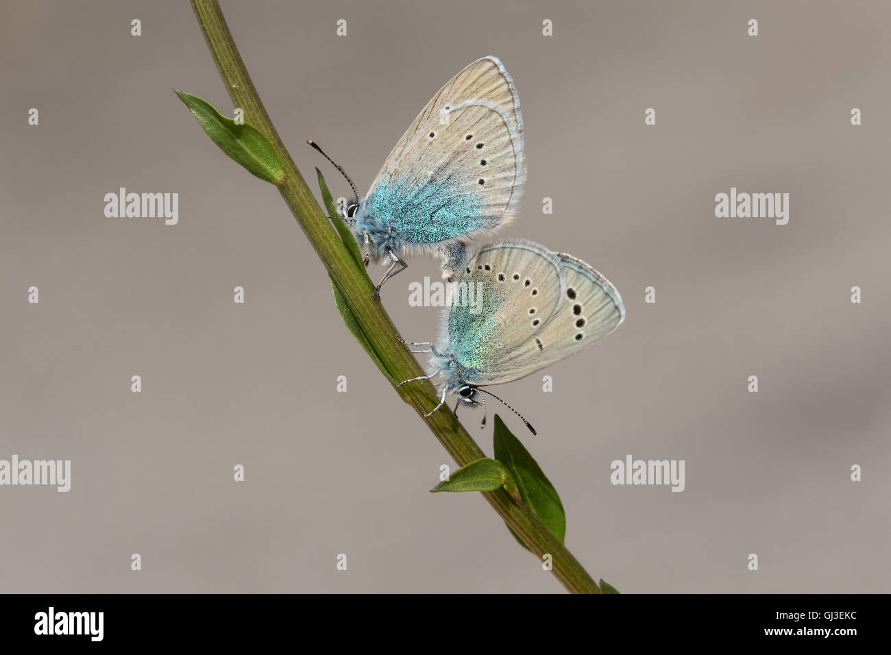 Green-underside blue (Glaucopsyche alexis) is a butterfly of the ...