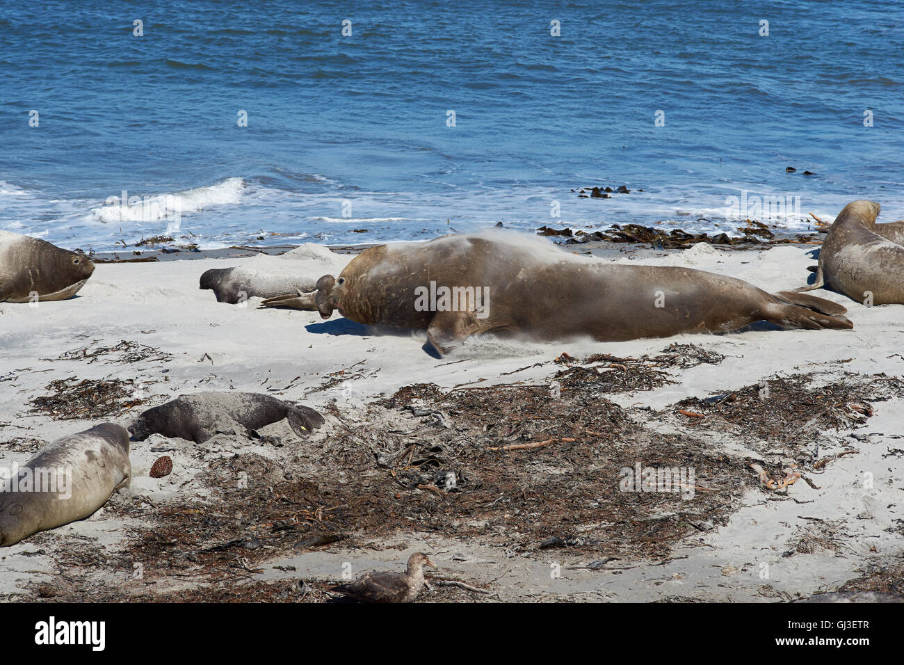 Male Southern Elephant Seal (Mirounga leonina) on Sealion Island in the ...