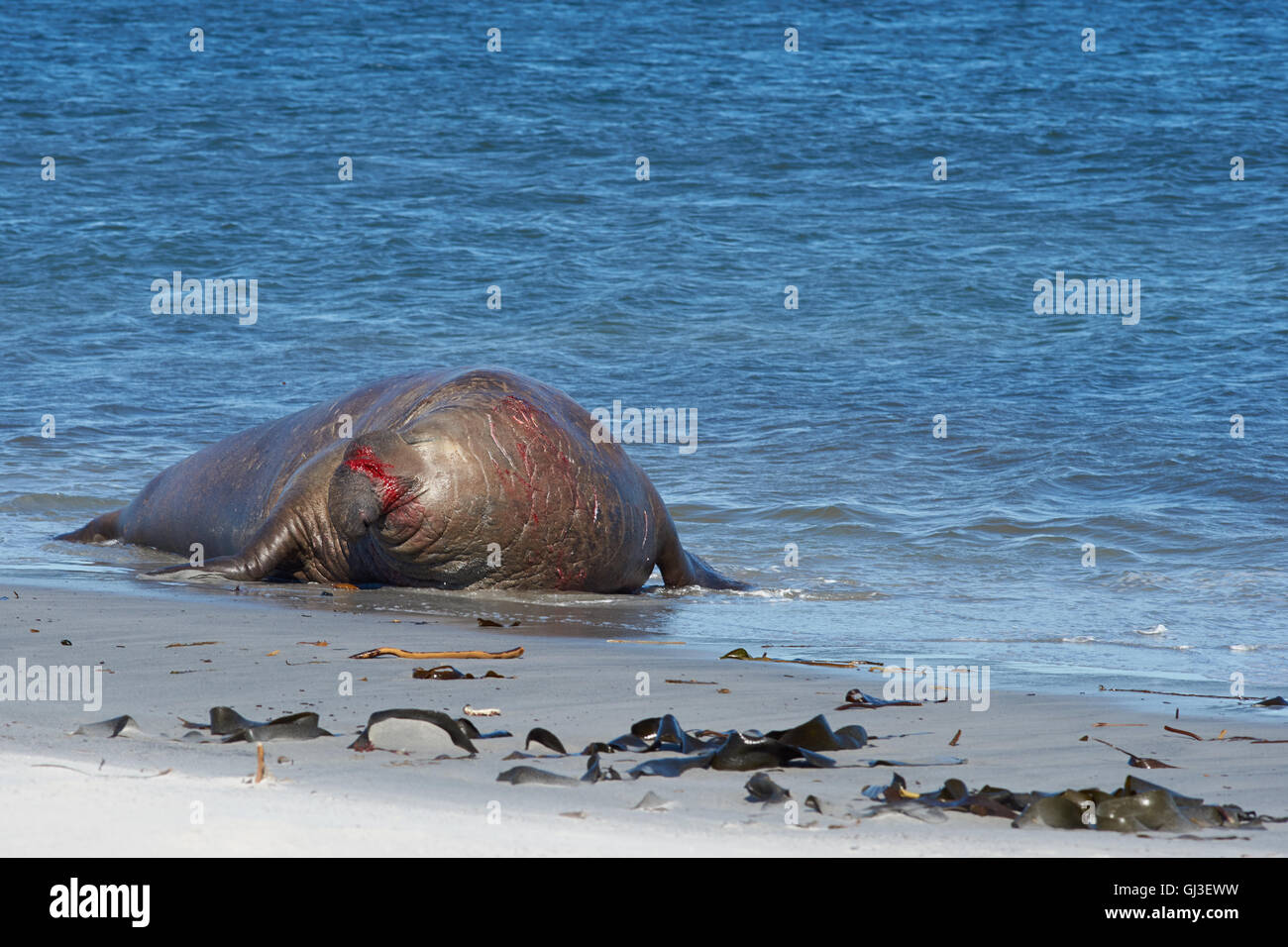 Male Southern Elephant Seal (Mirounga leonina) covered in blood after ...