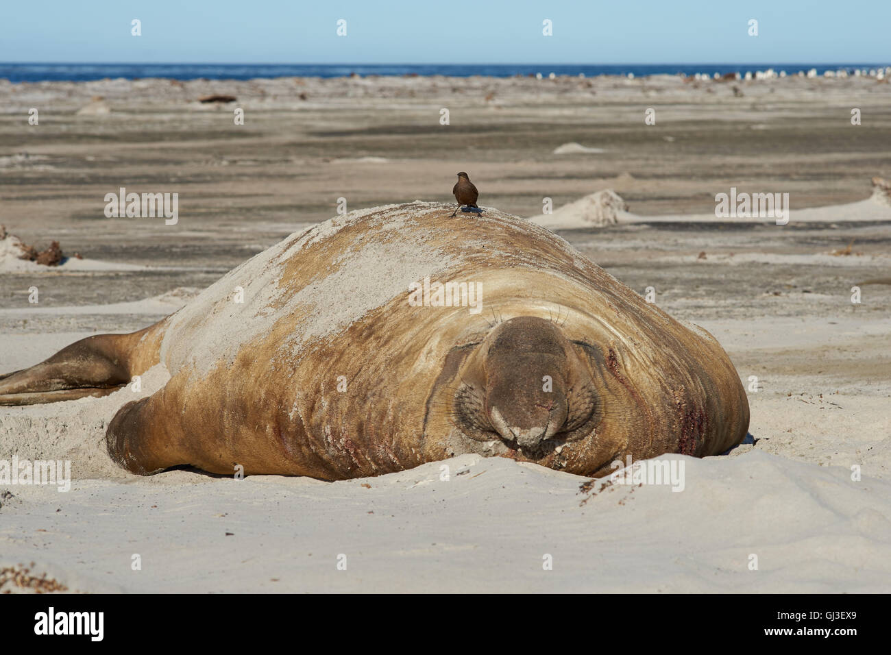 Elephant bird back hi-res stock photography and images - Alamy