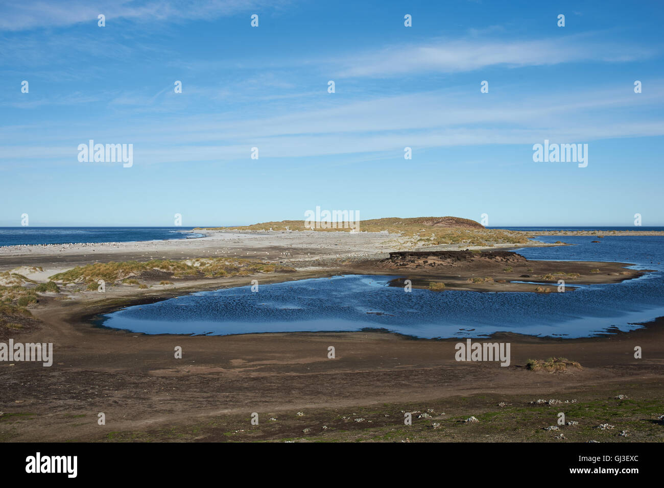 Gentoo penguin eyes hi-res stock photography and images - Alamy
